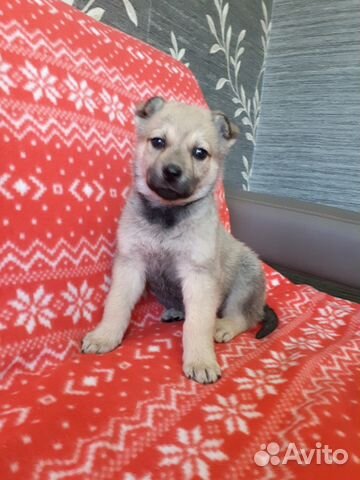 Будущие охранники ищут дома