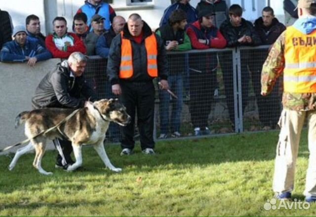 Среднеазиатская овчарка