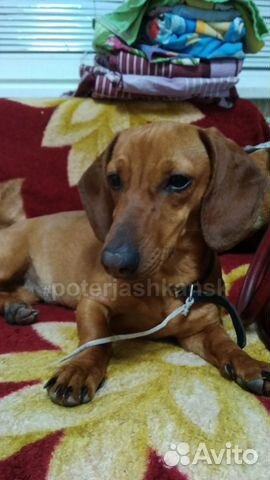 Такса в добрые руки