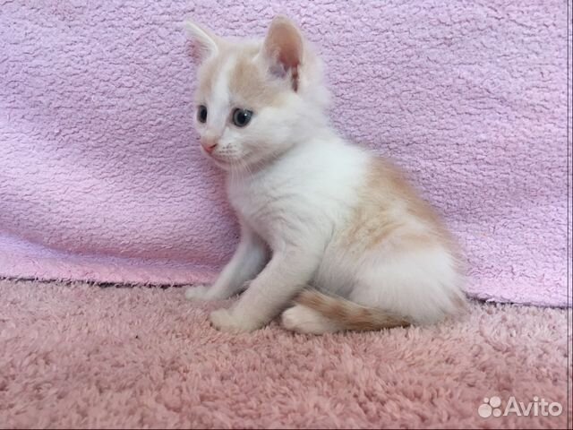 Красивый котик (привезу в любой район)