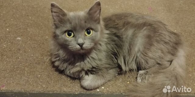 Котёнок Дымка