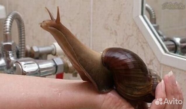 Улитка Ахатина