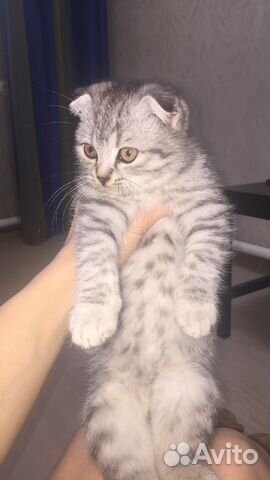 Шотландские котята