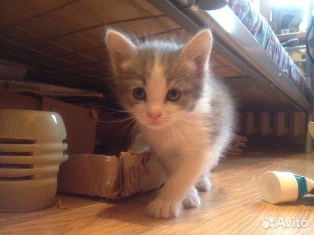 Котёнок в добрые руки - на верную дружбу