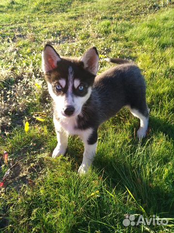 Продам щенка хаски