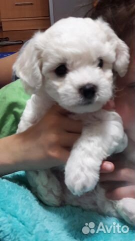 Предлагаю к резервированию щенков с РКФ