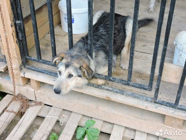 Натёрла мозоль на шее в ожидании хозяев