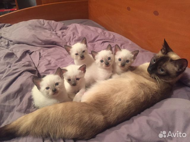 Тайские котятки