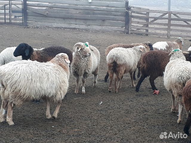 Баранчики и ярки