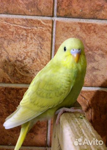 Волнистый попугай, самочка