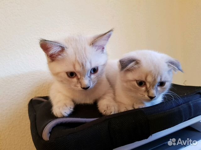 Котята