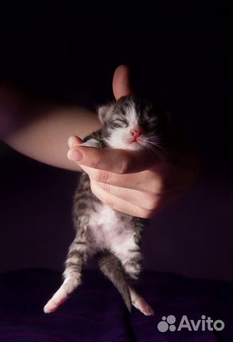 Котёнока