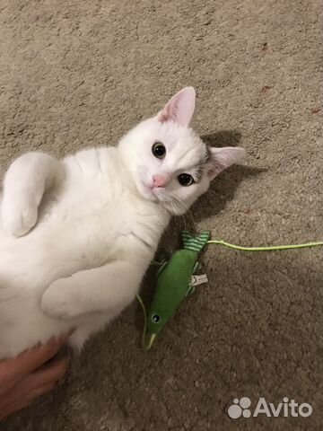 Зая котенок в добрые руки