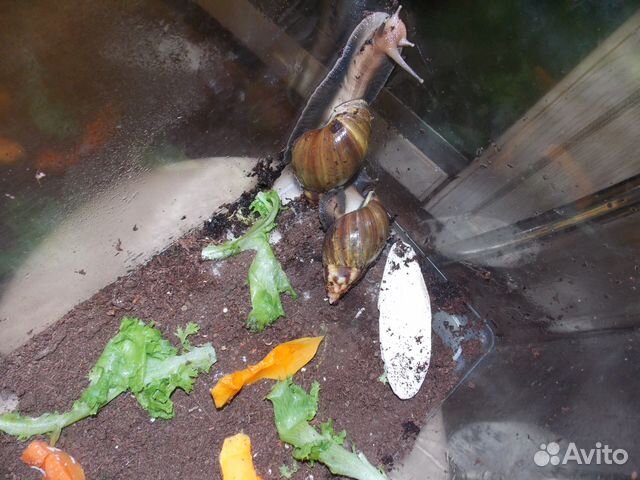 Улитки ахатинские