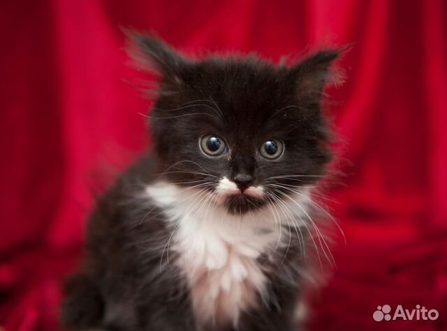 Котенок девочка в дар
