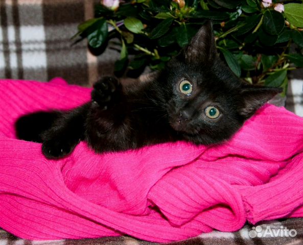 Малышка чернышка