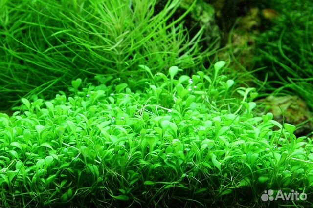 Глоссостигма повойничковая