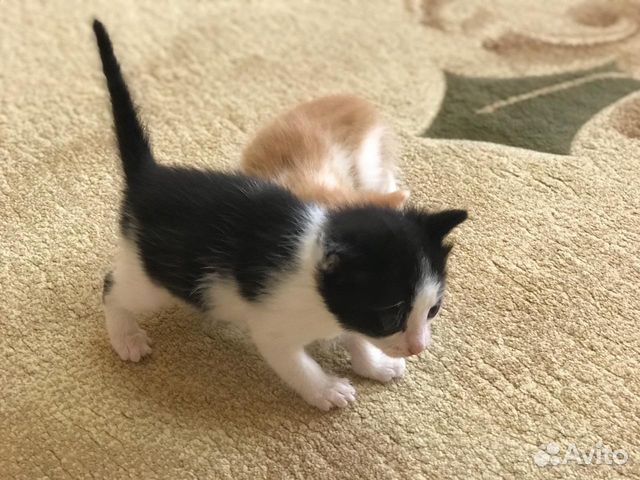 Отдам котят (мальчики)
