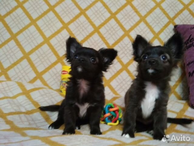 Чишки - ребятишки