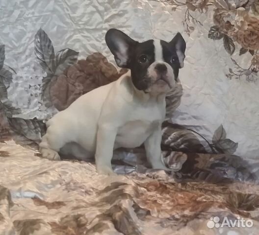 Бело тигровая девочка