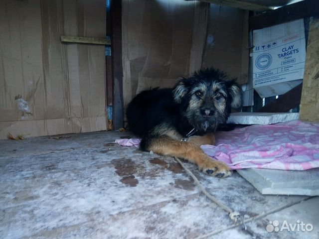 Помесь ирландского волкодава