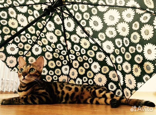 Бенгальская кошка ишет кота