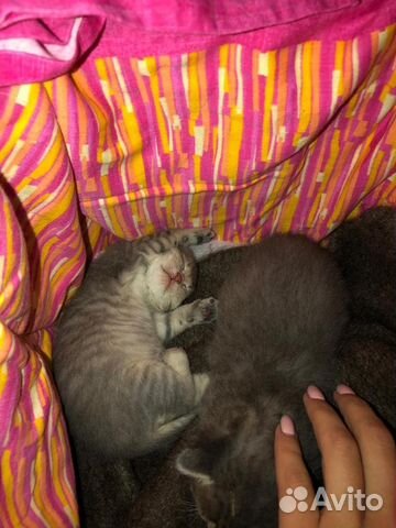 Котята и кошка