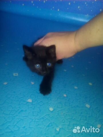 Котятки полукровки