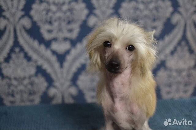 Очень нежный китайчик