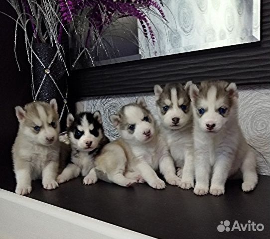 Сибирский хаски