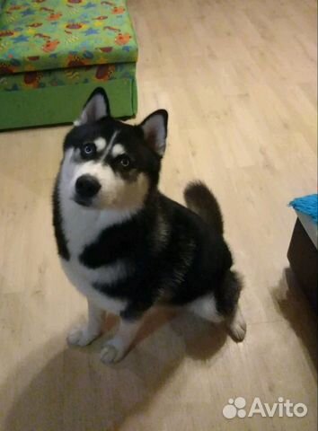 Вязка с сучкай