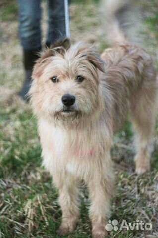 Собака в опытные руки