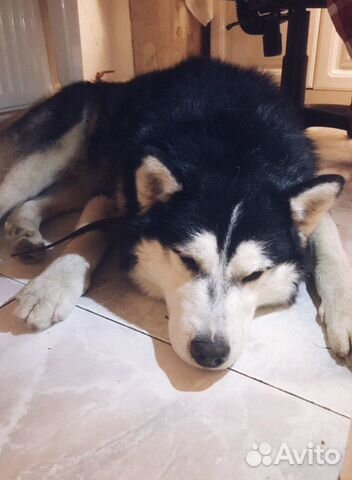 Сибирский хаски, молодой