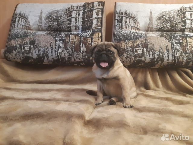 Мопс беж 4мес