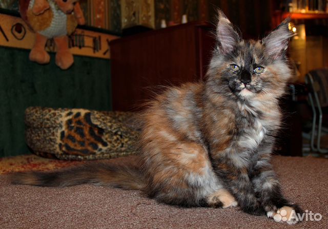 Девочка черная черепаха