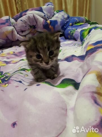 Отдам котёнка от тайской кошки