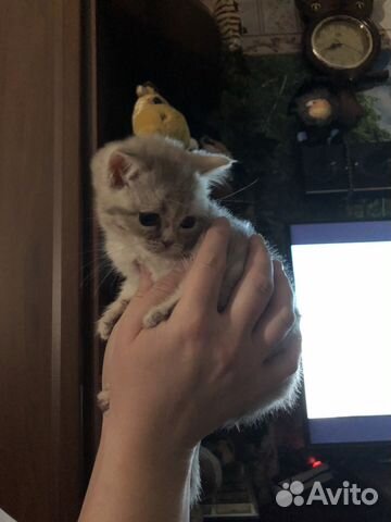 Котёнок британец(девочка)
