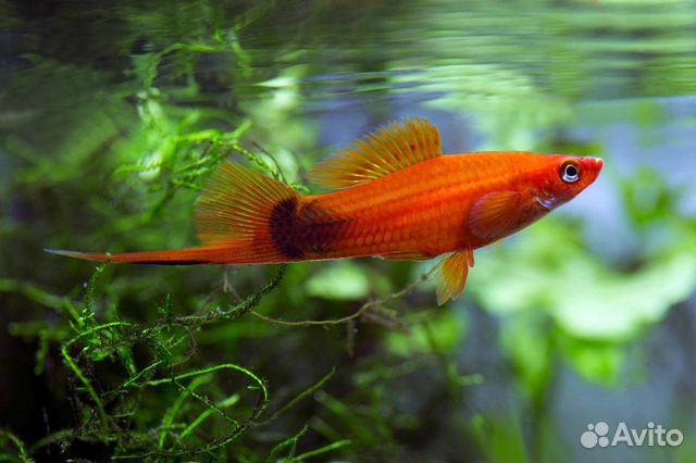 Продам меченосцев или обменяю