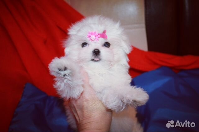 Очень Кукольная мини девочка мальтийской болонки