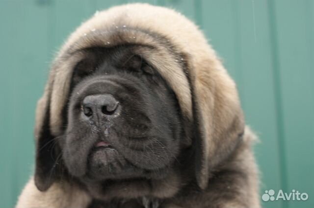 Крупная девочка мастифа