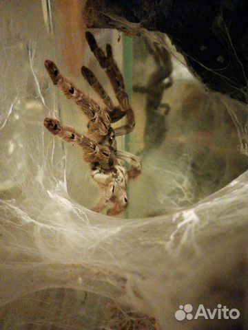 Пауки-птицееды