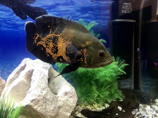 Астронотус рыба