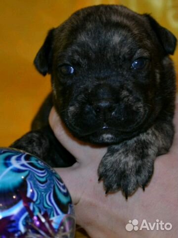 Щенок Ка де бо(мальчик)