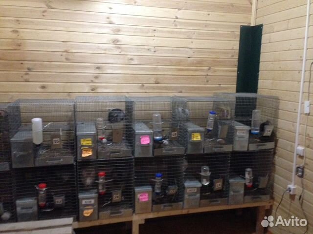 Готовый бизнес ферма шиншилл