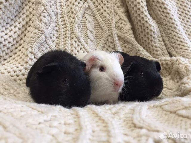 Английский селф сатин мальчики и девочка