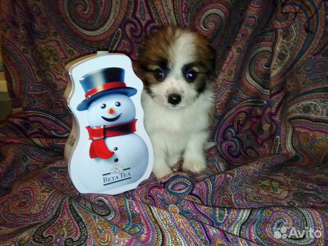 Щенок Баунти