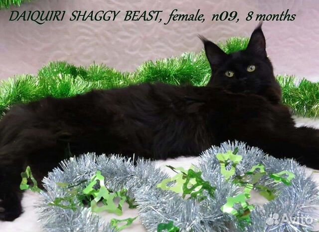 Питомник "shaggy beast"