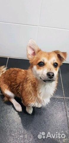 Вельштерьер