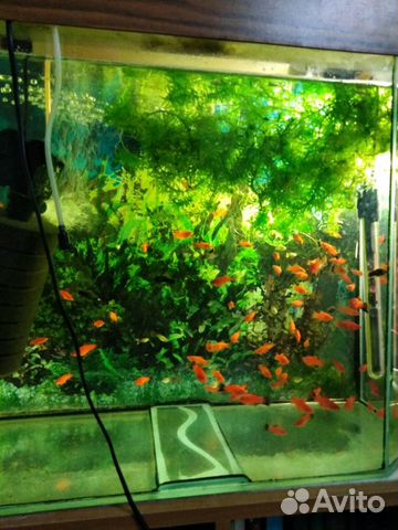 Аквариумные рыбки