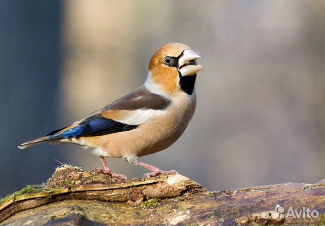 Дубонос,чиж,канарейка